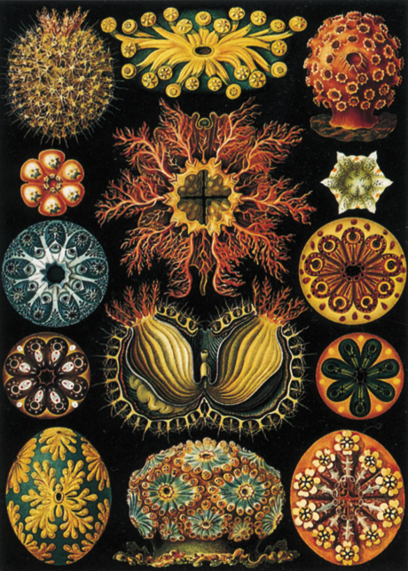 Dr. Neil Greenberg » A&O – BIOMORPHIC ART