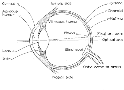 Dr. Neil Greenberg » A&O EXCERPT – ABOUT PHOSPHENES (1981)